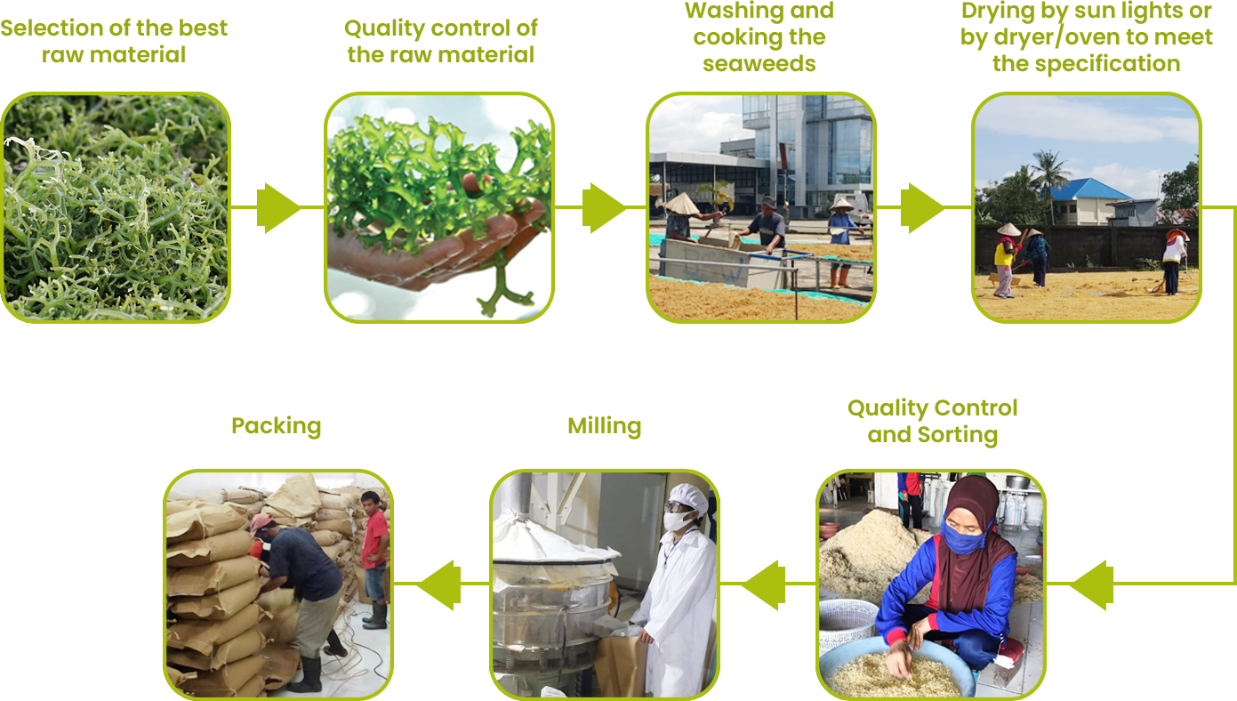 Bantimurung Seaweed | Production Process